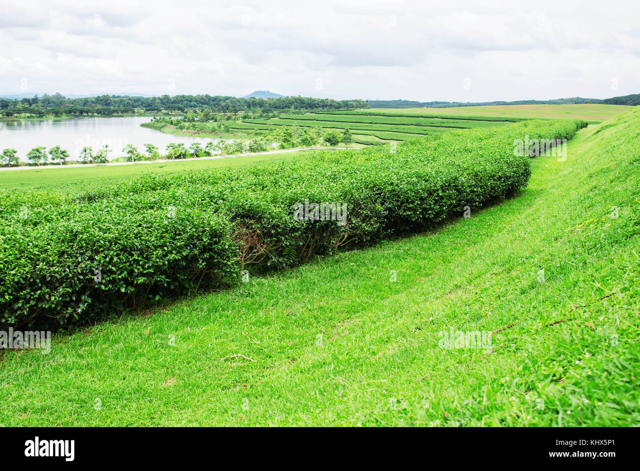 Tea plantation pond sky hi-res stock photography and images - Alamy