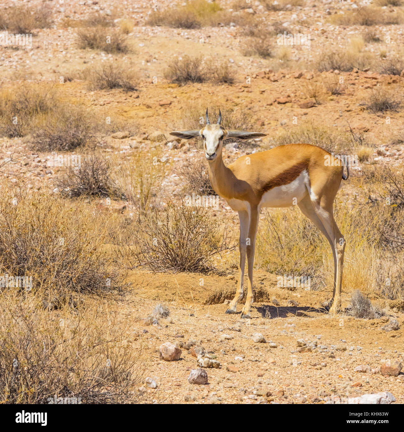 A sub adult springbok in Augrabies Falls National Park Stock Photo - Alamy