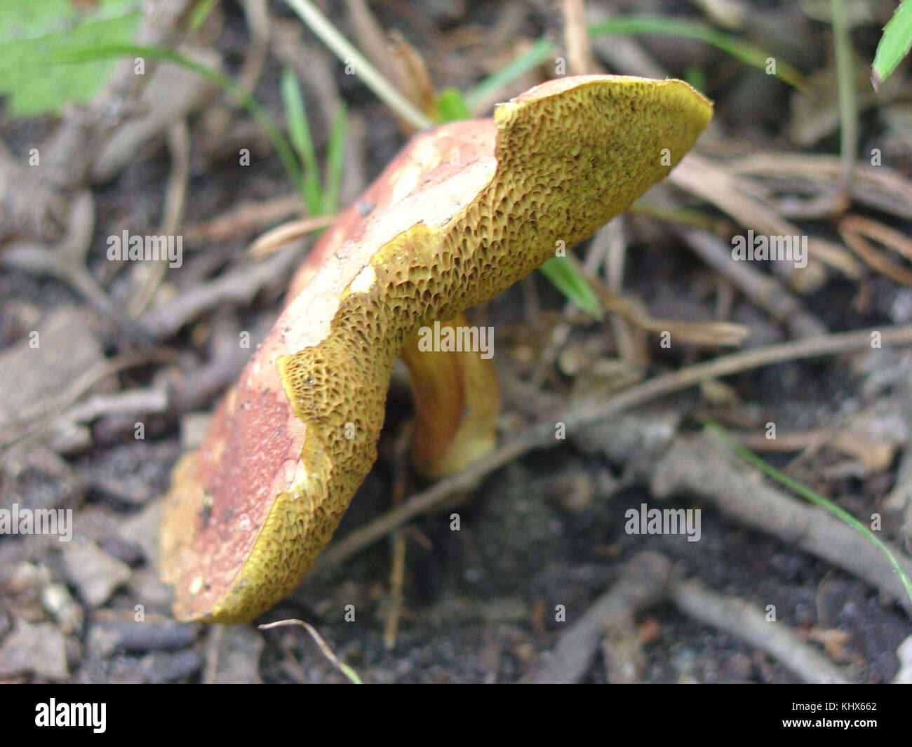 Close up side view of red cap and yellow gills of mushroom Stock Photo ...