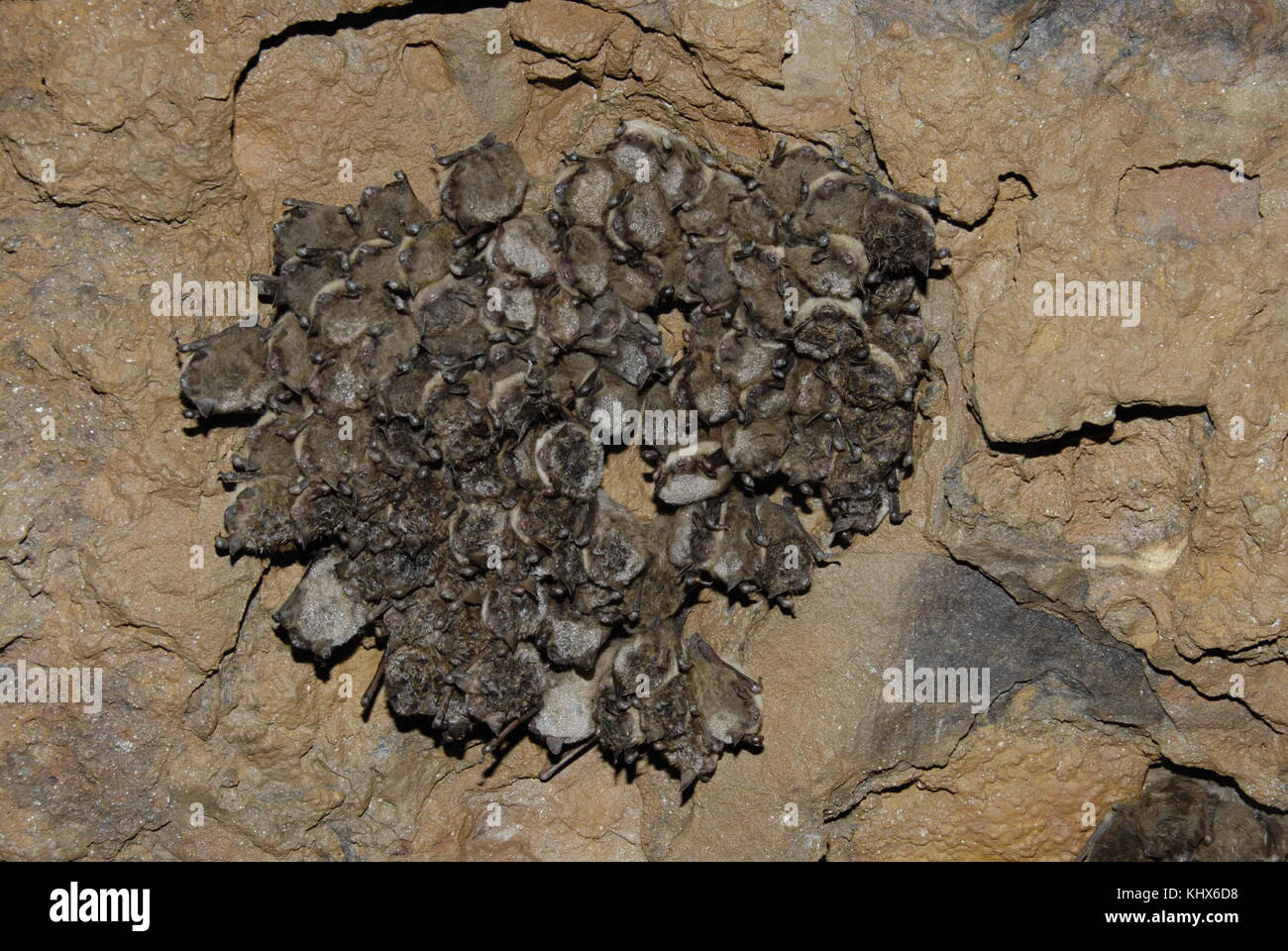 Little brown bat myotis lucifugus hi-res stock photography and images ...