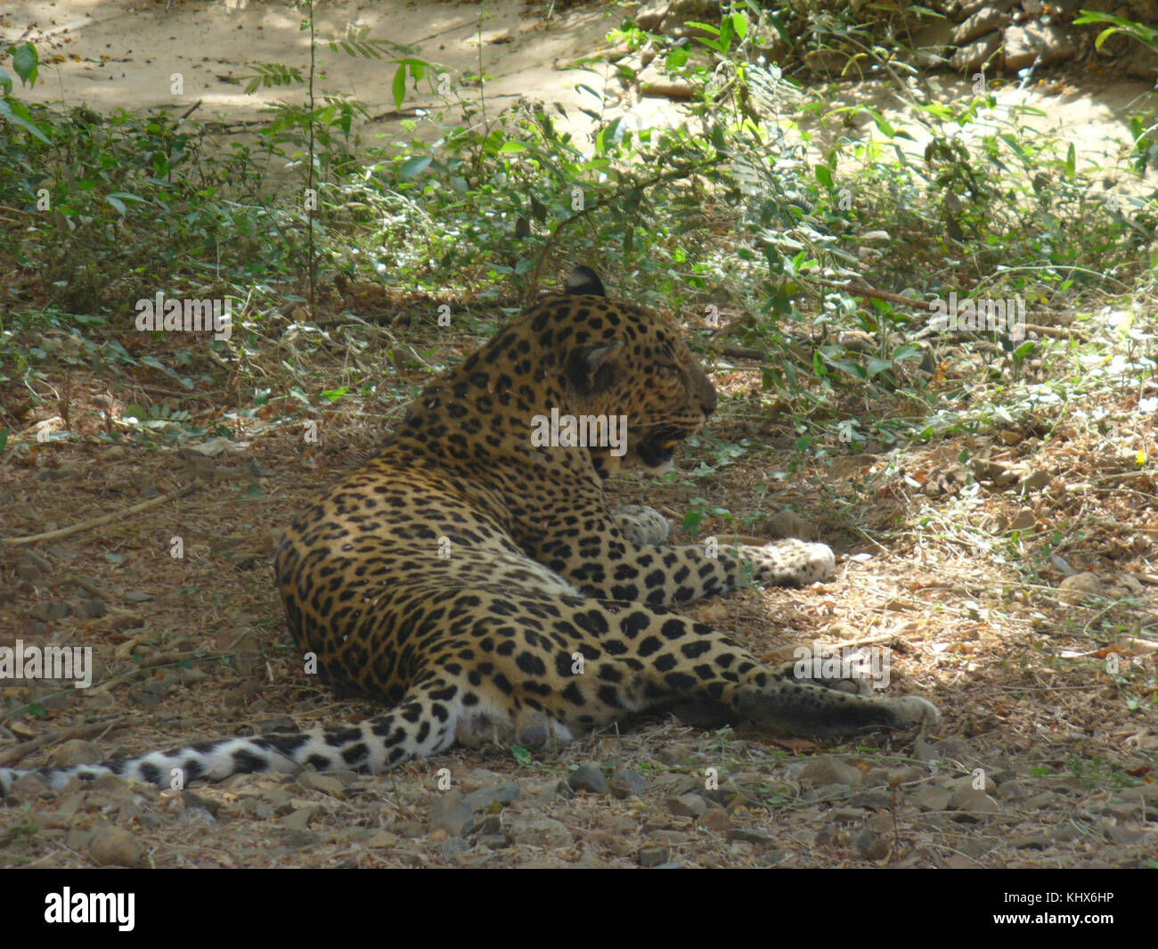 Leopard in sanjay gandhi national park hi-res stock photography and ...