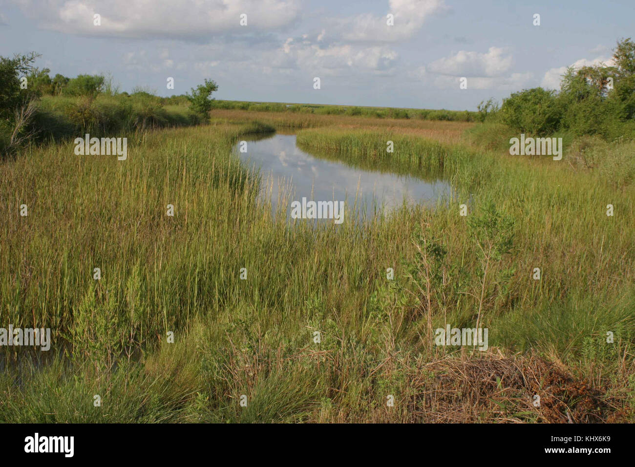 Coastal environments marsh Stock Photo - Alamy