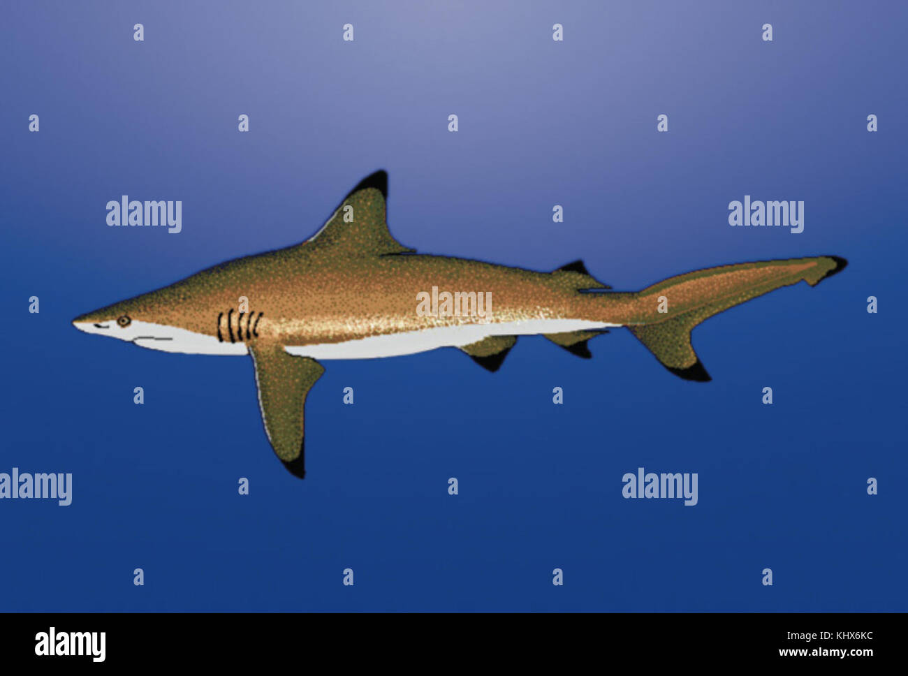 Calim hi-res stock photography and images - Alamy