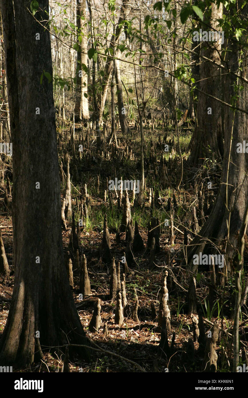 This image shows a coastal forest swamp, a unique ecosystem that ...