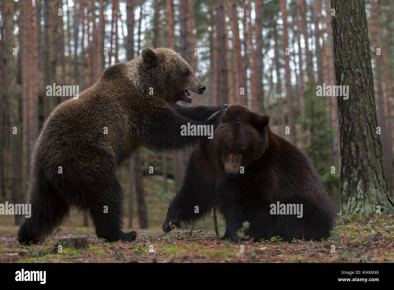 Bear Standing On Two Legs High Resolution Stock Photography and Images ...