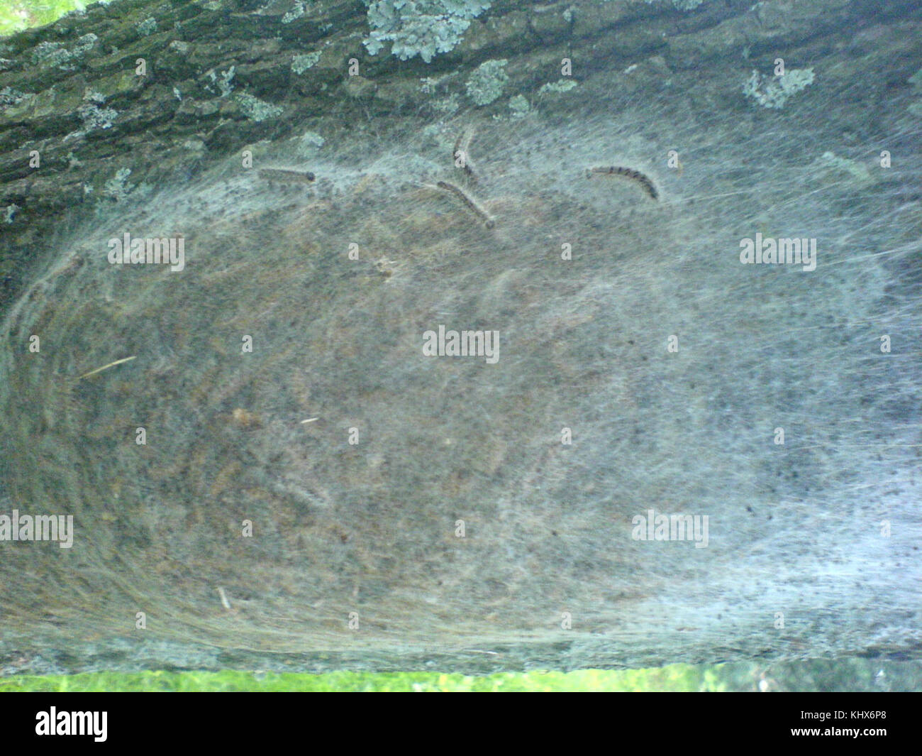 Prozessionsspinner hi-res stock photography and images - Alamy