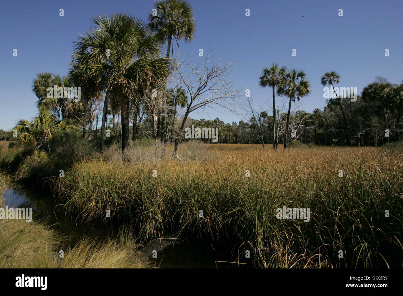 Coastal marshlands wetlands swamp scenic Stock Photo - Alamy