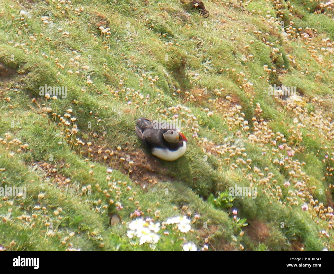 Shetland islands bird hi-res stock photography and images - Alamy