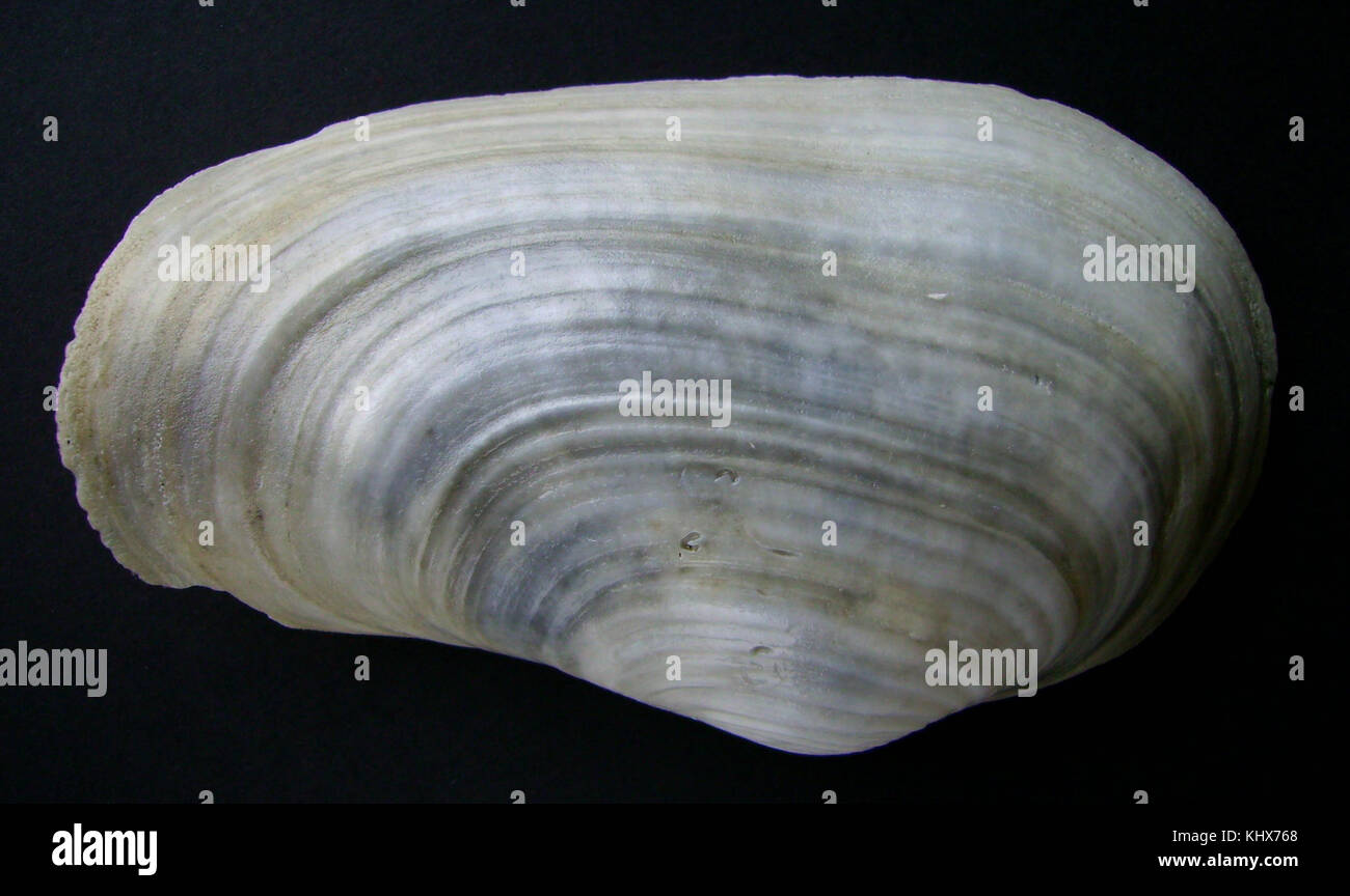 Panopea zelandica, a species of clam native to New Zealand, is known ...