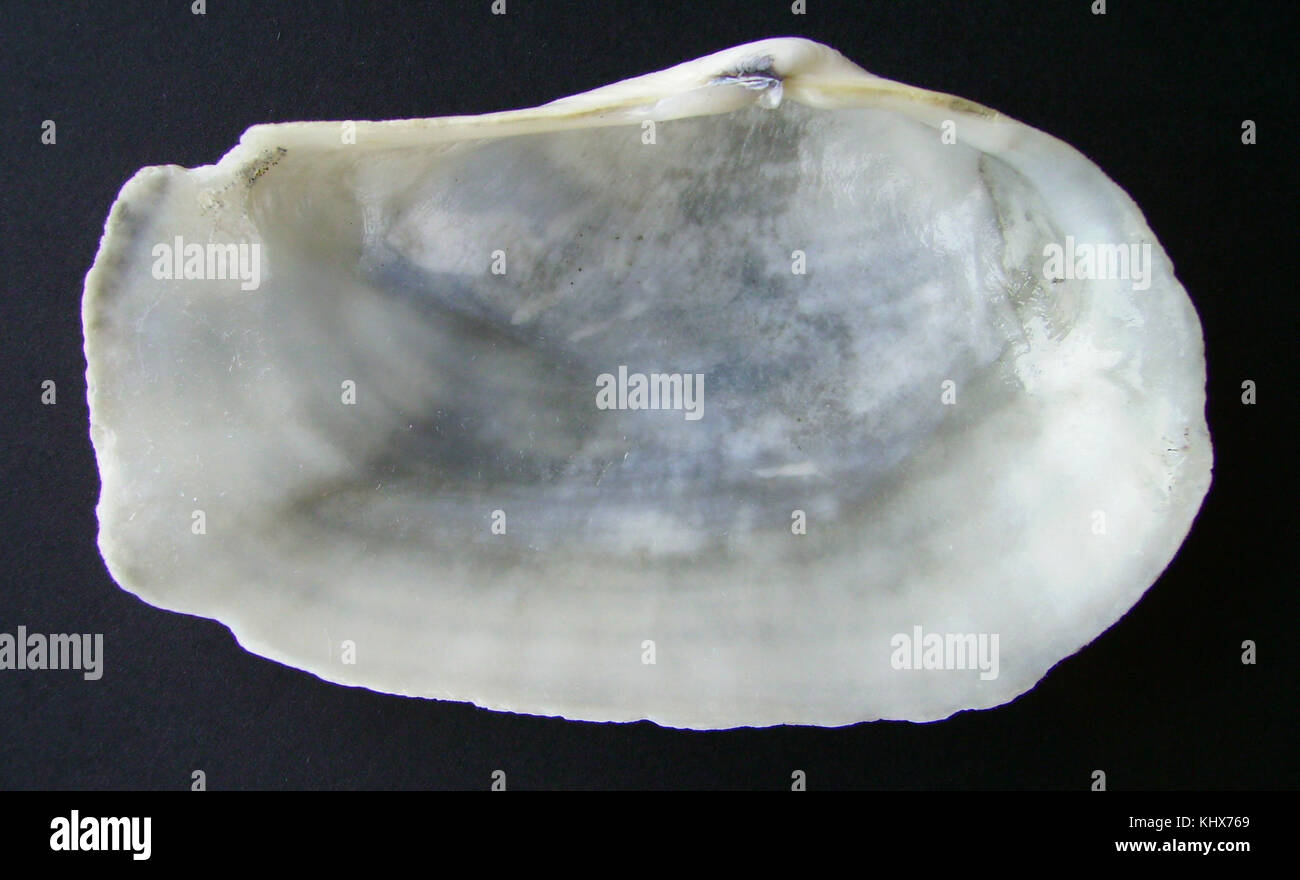 Panopea High Resolution Stock Photography and Images - Alamy