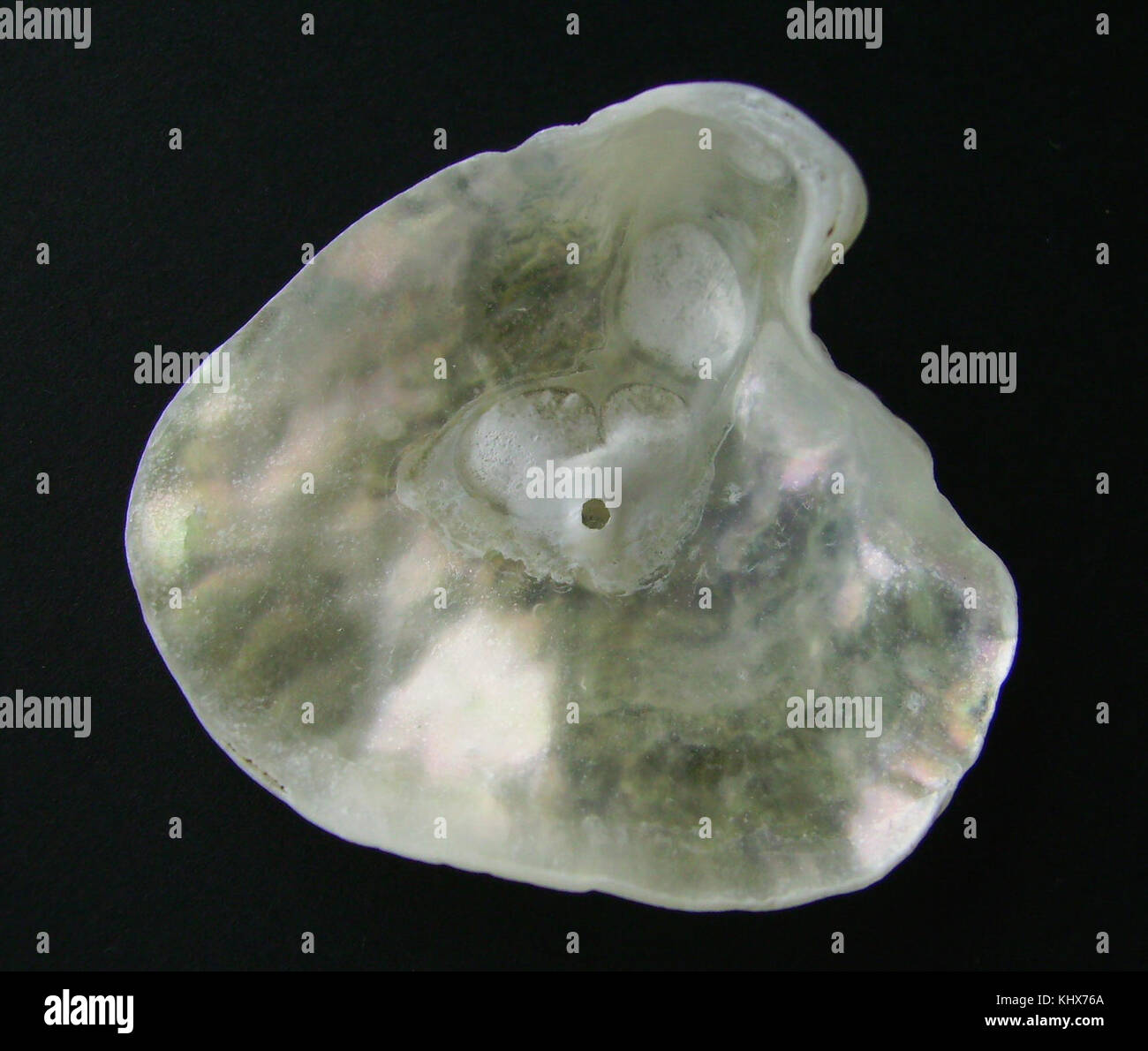 Anomia High Resolution Stock Photography and Images - Alamy