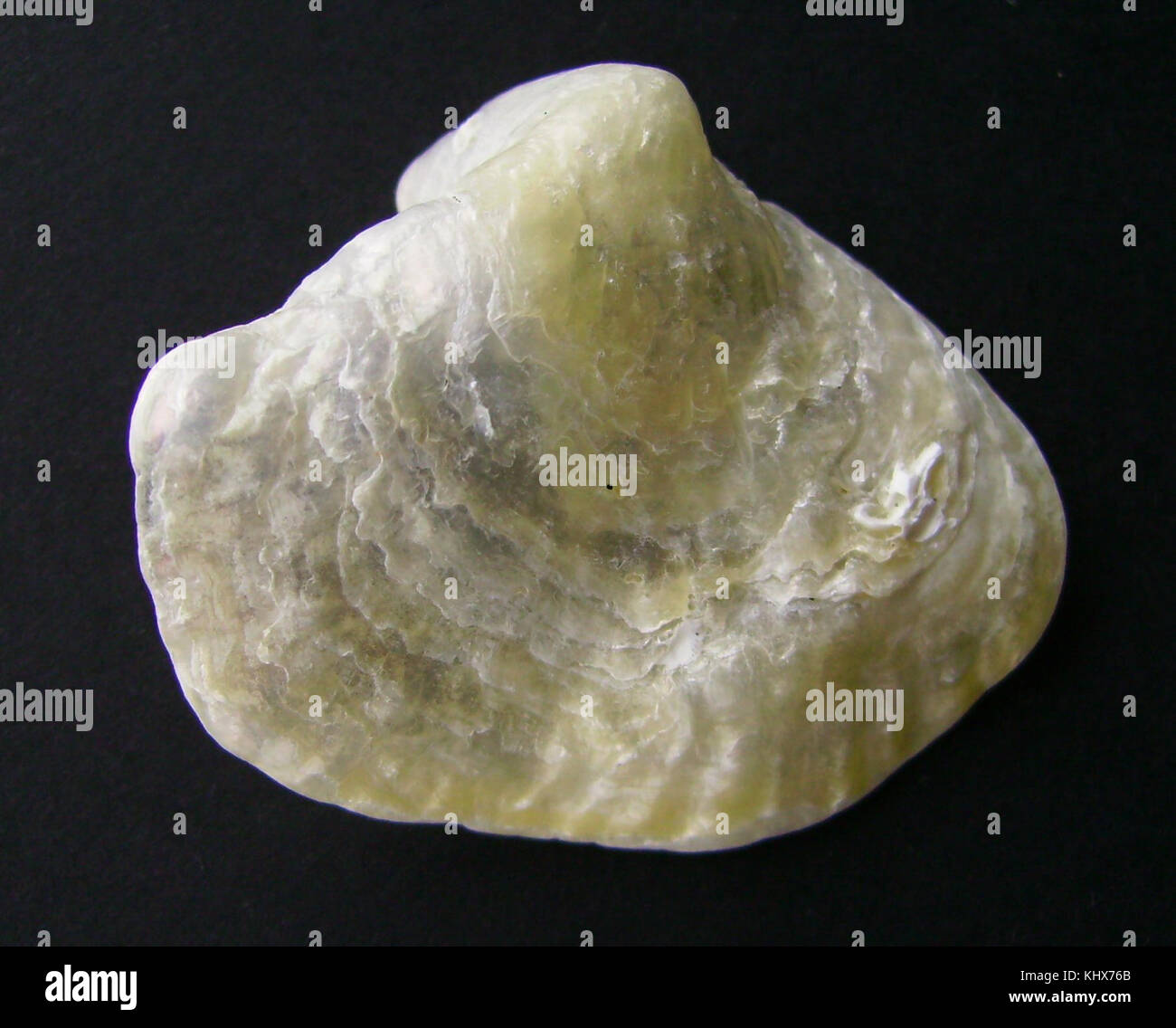 Anomia hi-res stock photography and images - Alamy