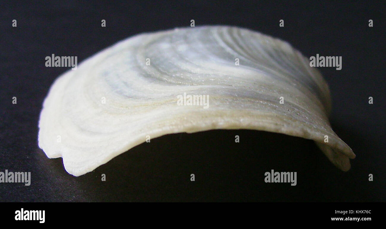 Panopea zelandica (view of gape Stock Photo - Alamy