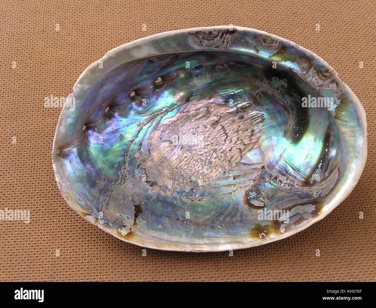 Haliotis iris hi-res stock photography and images - Alamy
