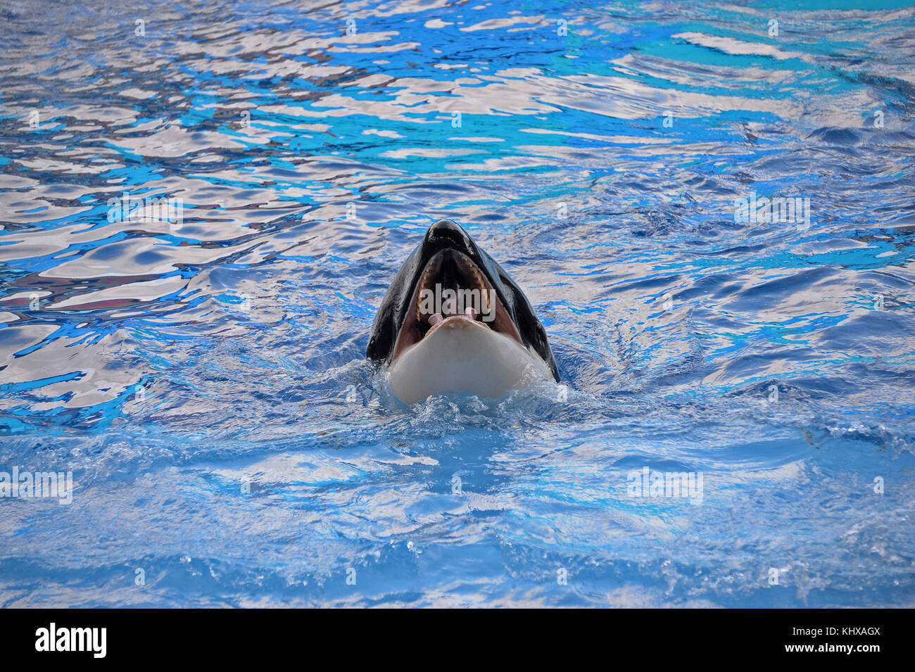 ORLANDO, FL - DECEMBER 20: Besieged theme park SeaWorld has launched ...