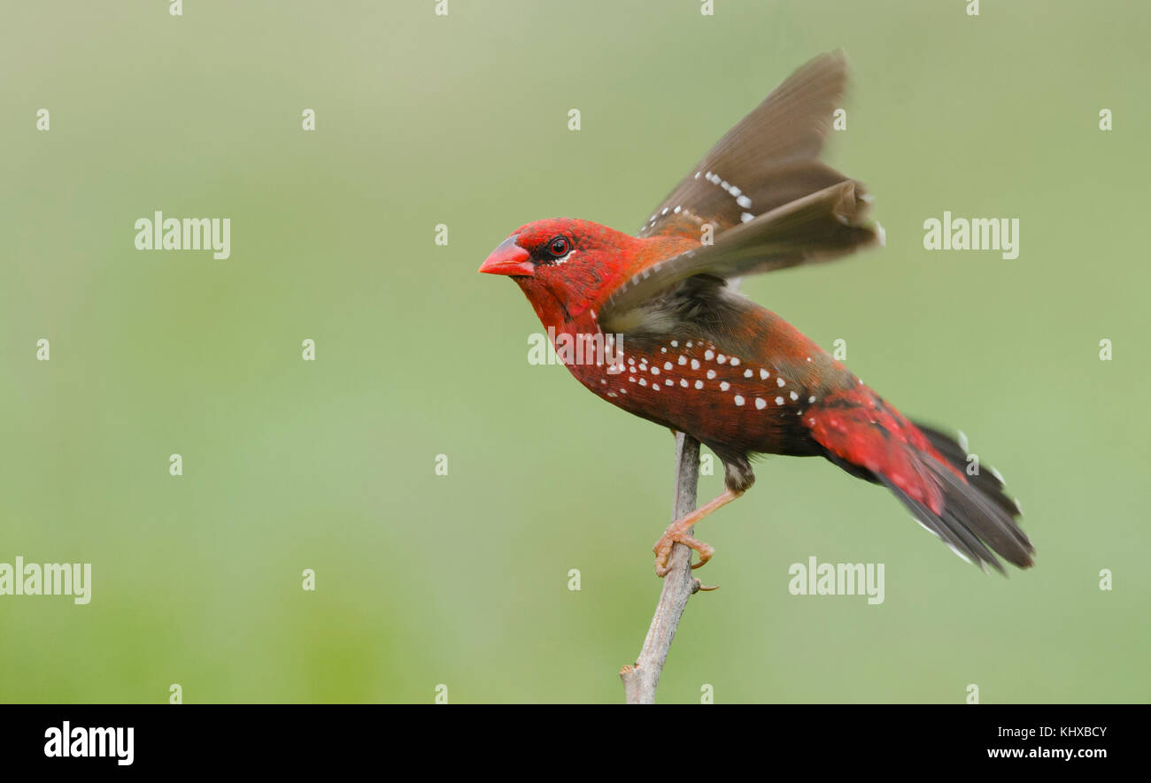 Red Munia Bird on perch Stock Photo - Alamy