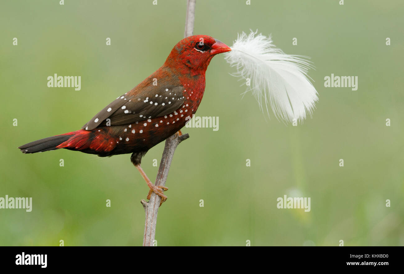 Red Munia Bird on perch Stock Photo - Alamy