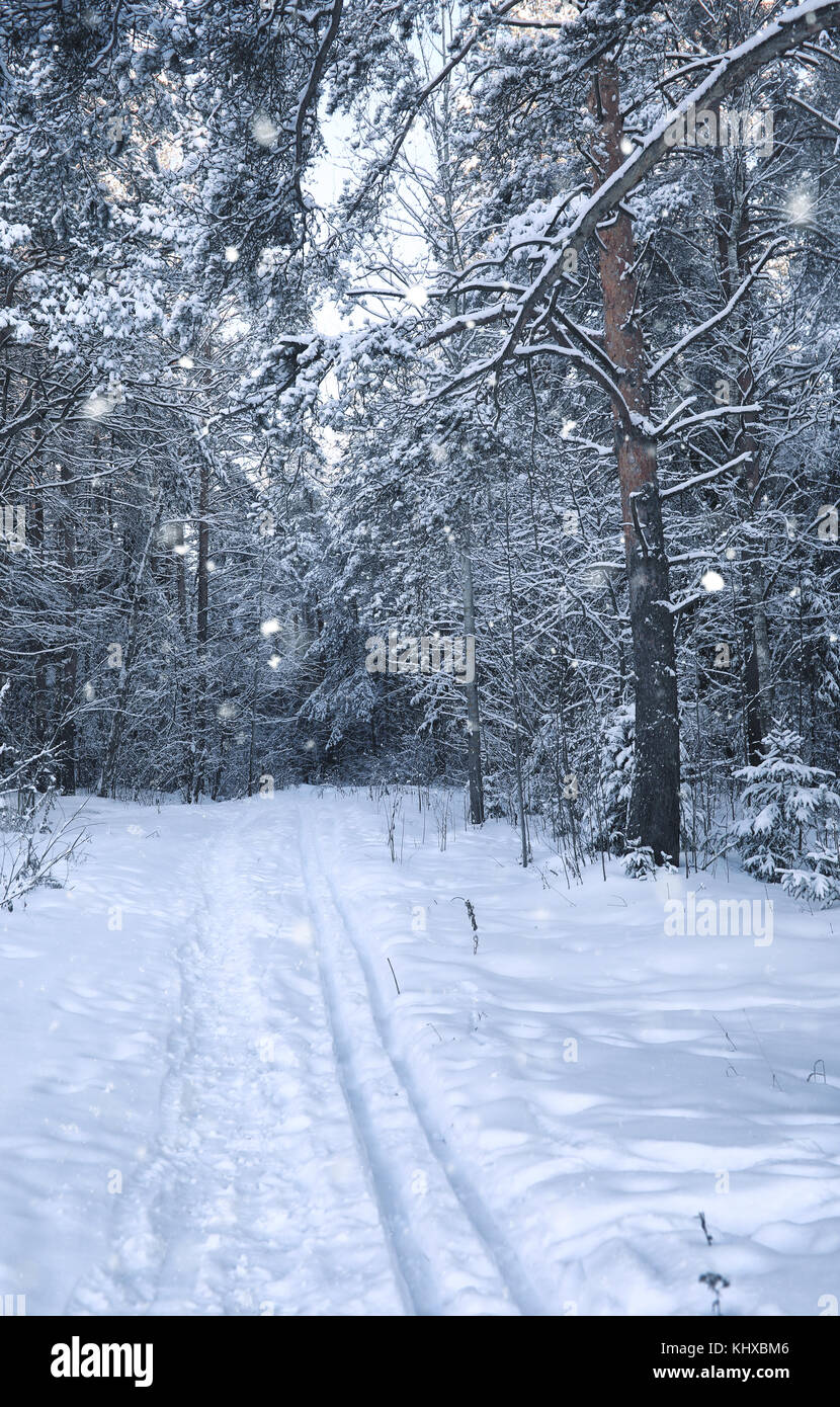 magic pine forest in winter season in snow Stock Photo - Alamy