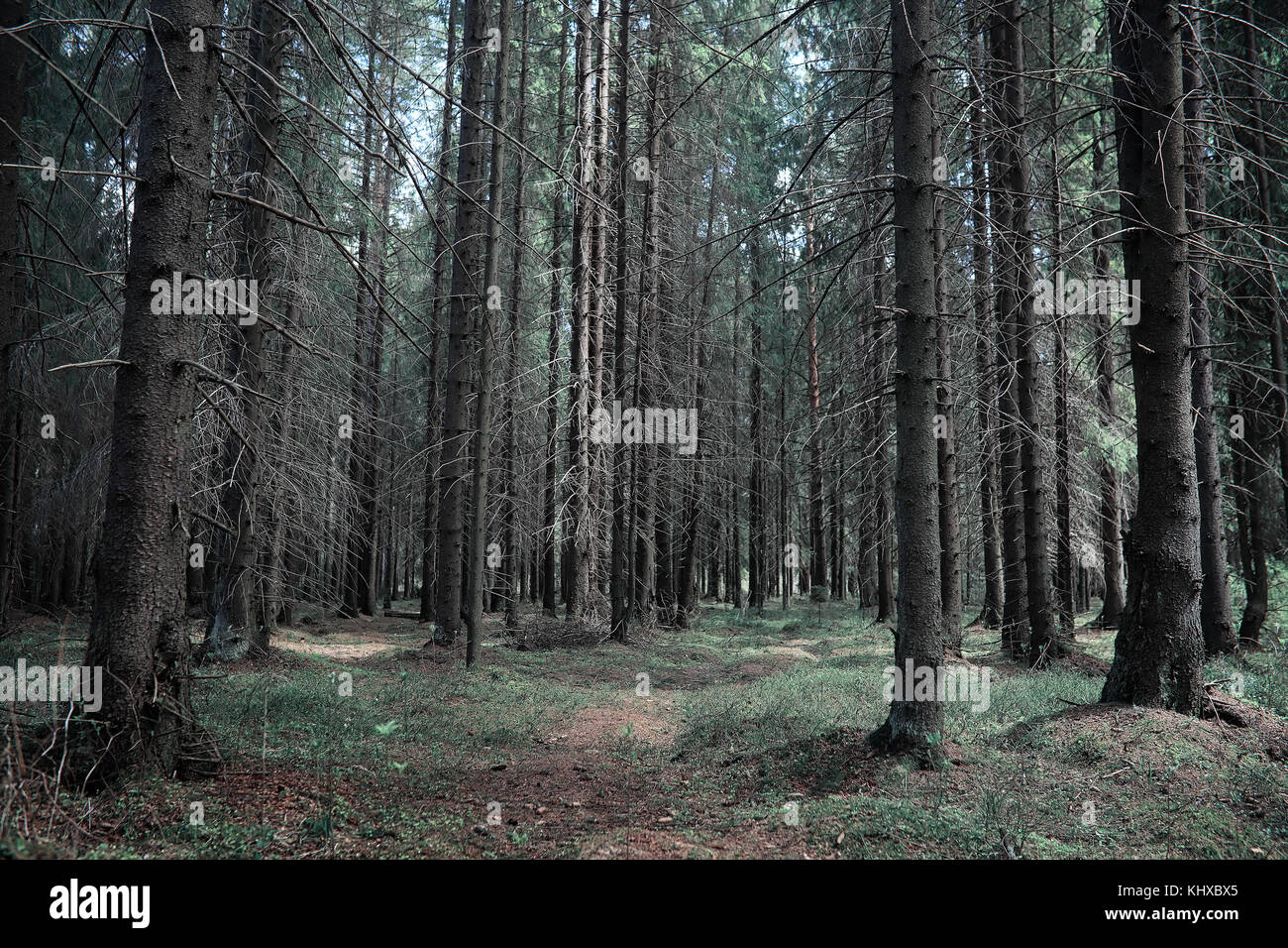 Pine forest. Depths of a forest. Journey through forest paths. T Stock ...