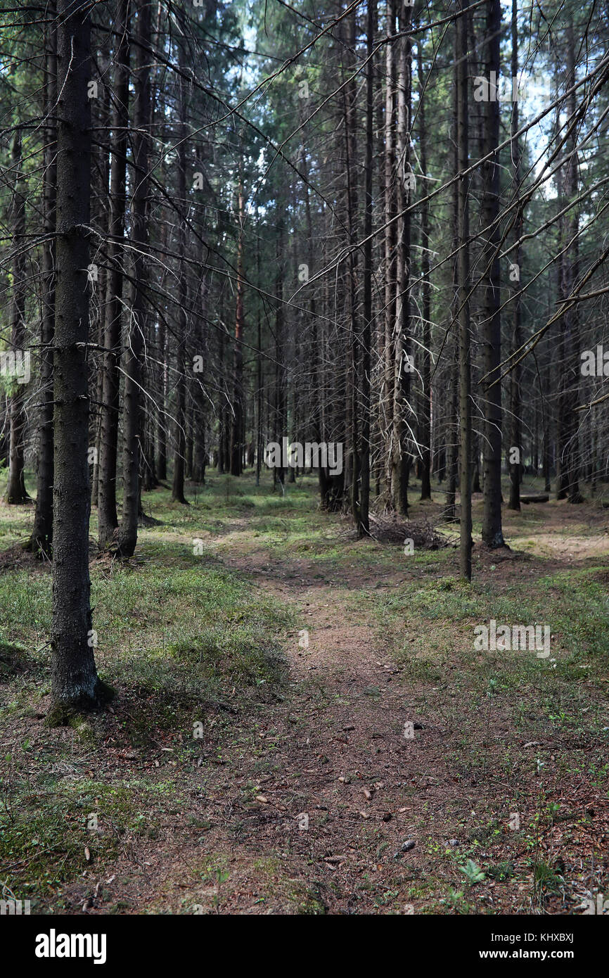 Pine forest. Depths of a forest. Journey through forest paths. T Stock ...