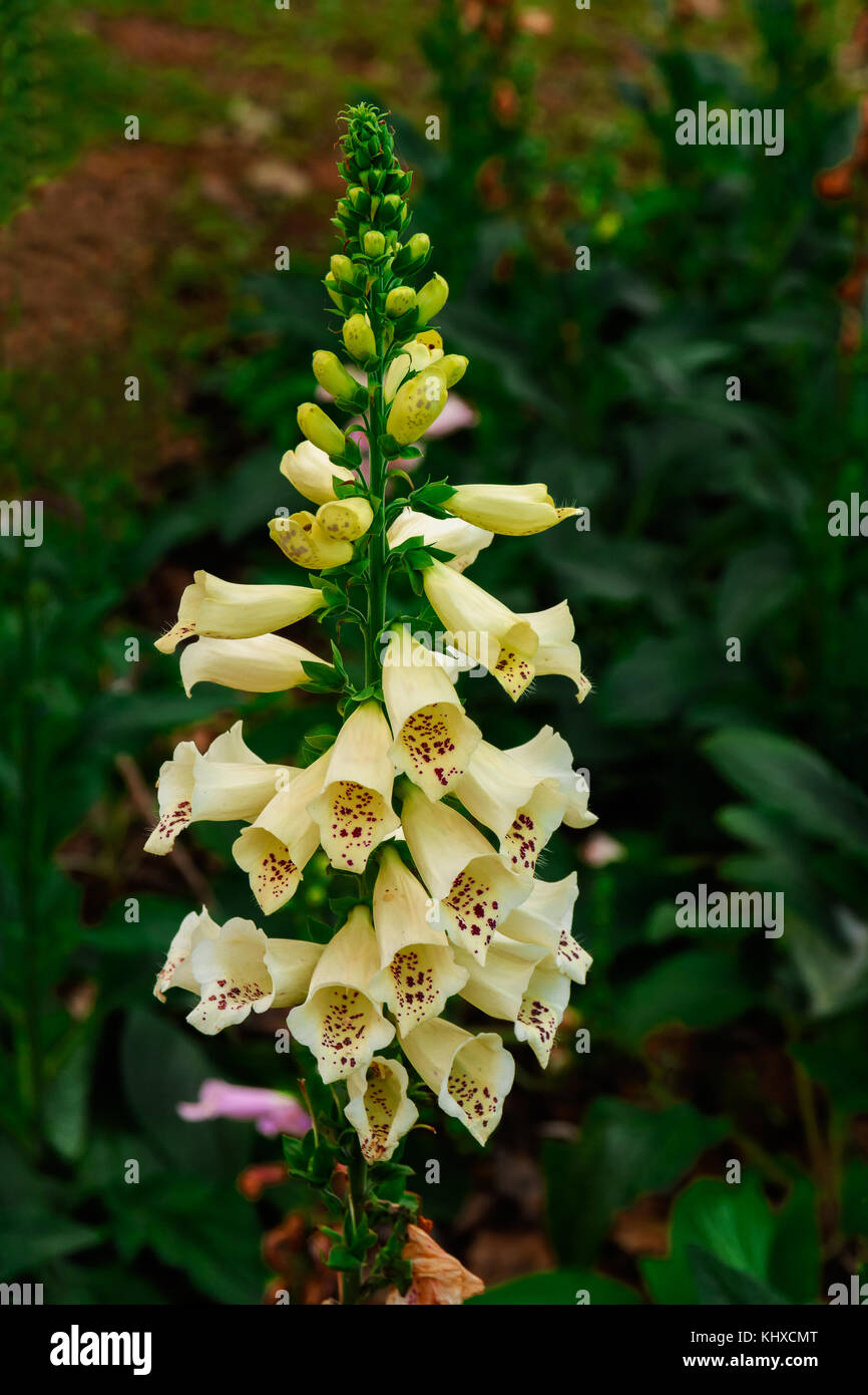 Digitalis purpurea 'Alba' in the garden Stock Photo - Alamy