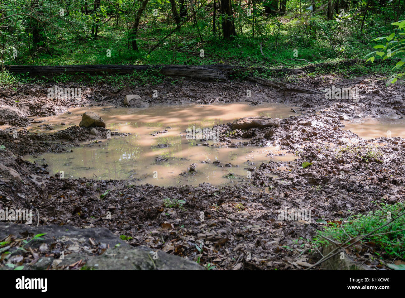The water buffalo or domestic Asian water buffalo in the forest Stock ...