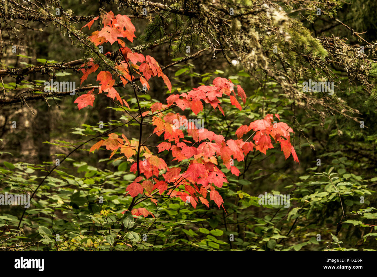 Ontario Algonquin National Park colorful trees and maple leaves with ...