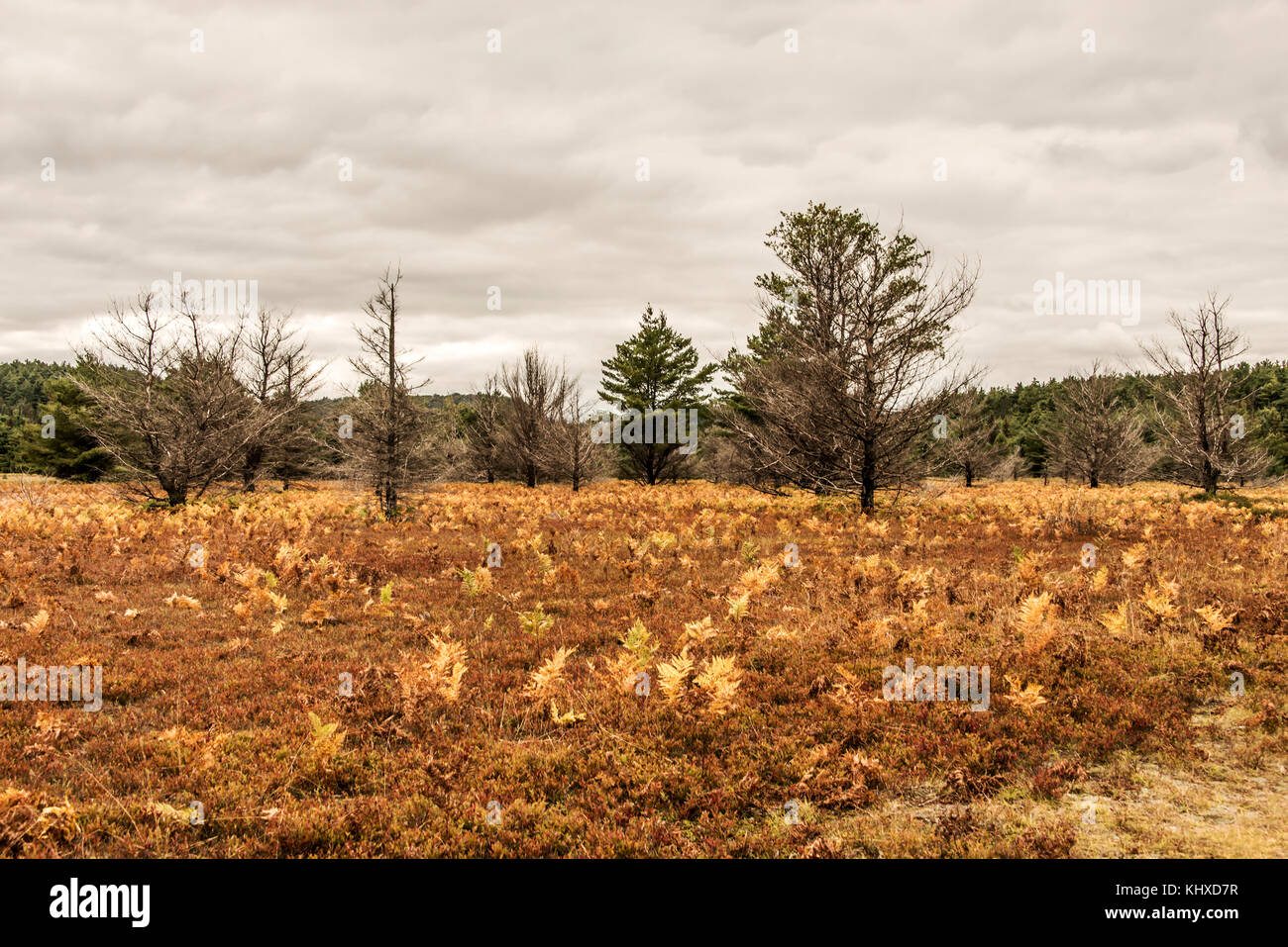Ontario Algonquin National Park with colorful trees vegetation fall ...