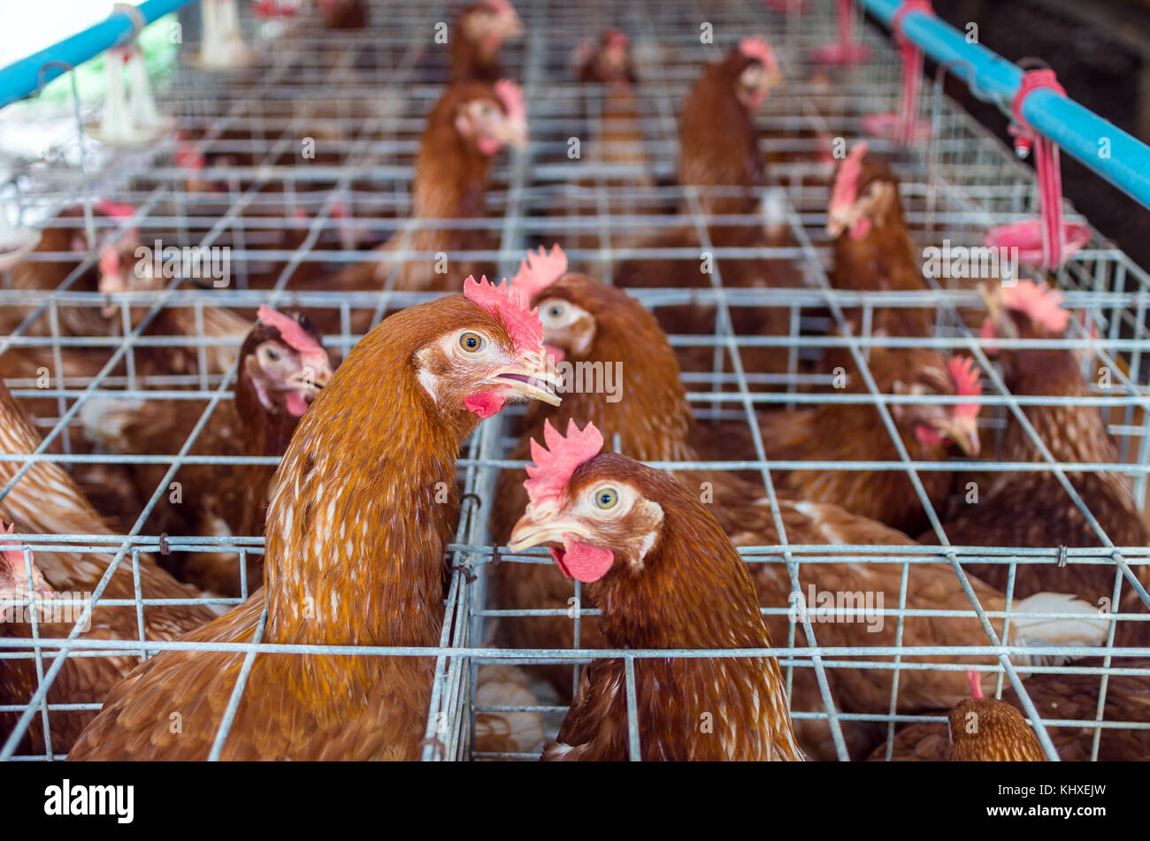 egg chicken farm Stock Photo - Alamy