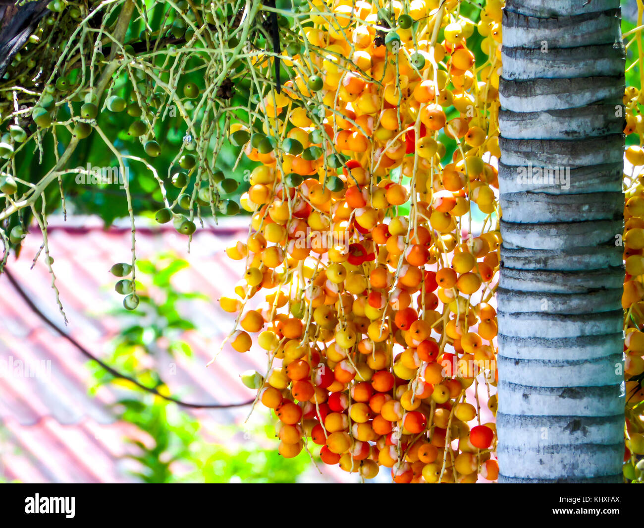 colorful of palm tree when ripe on tree body Stock Photo - Alamy