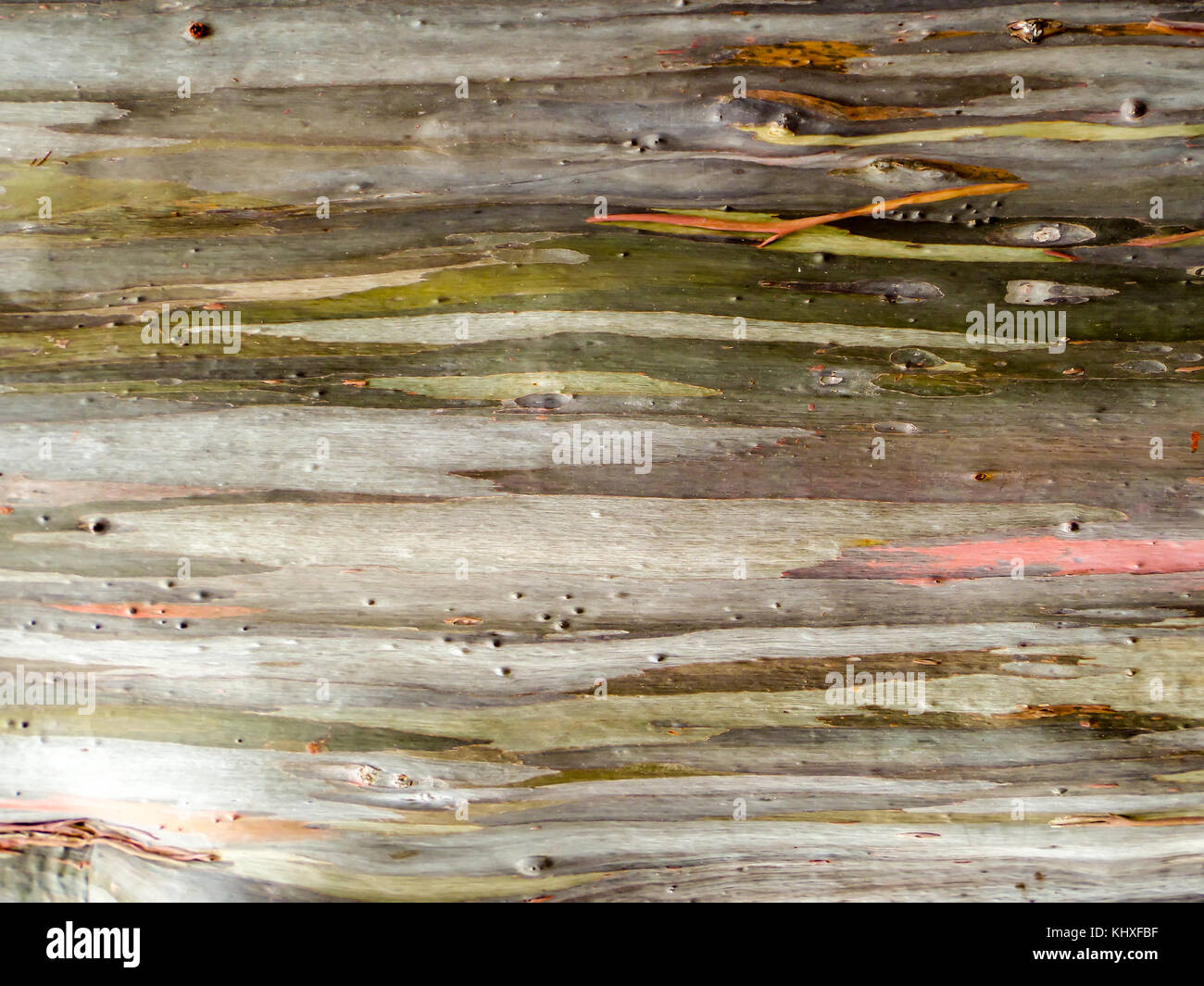 colorful of skin wood background in nature. Can see earth tone on skin ...