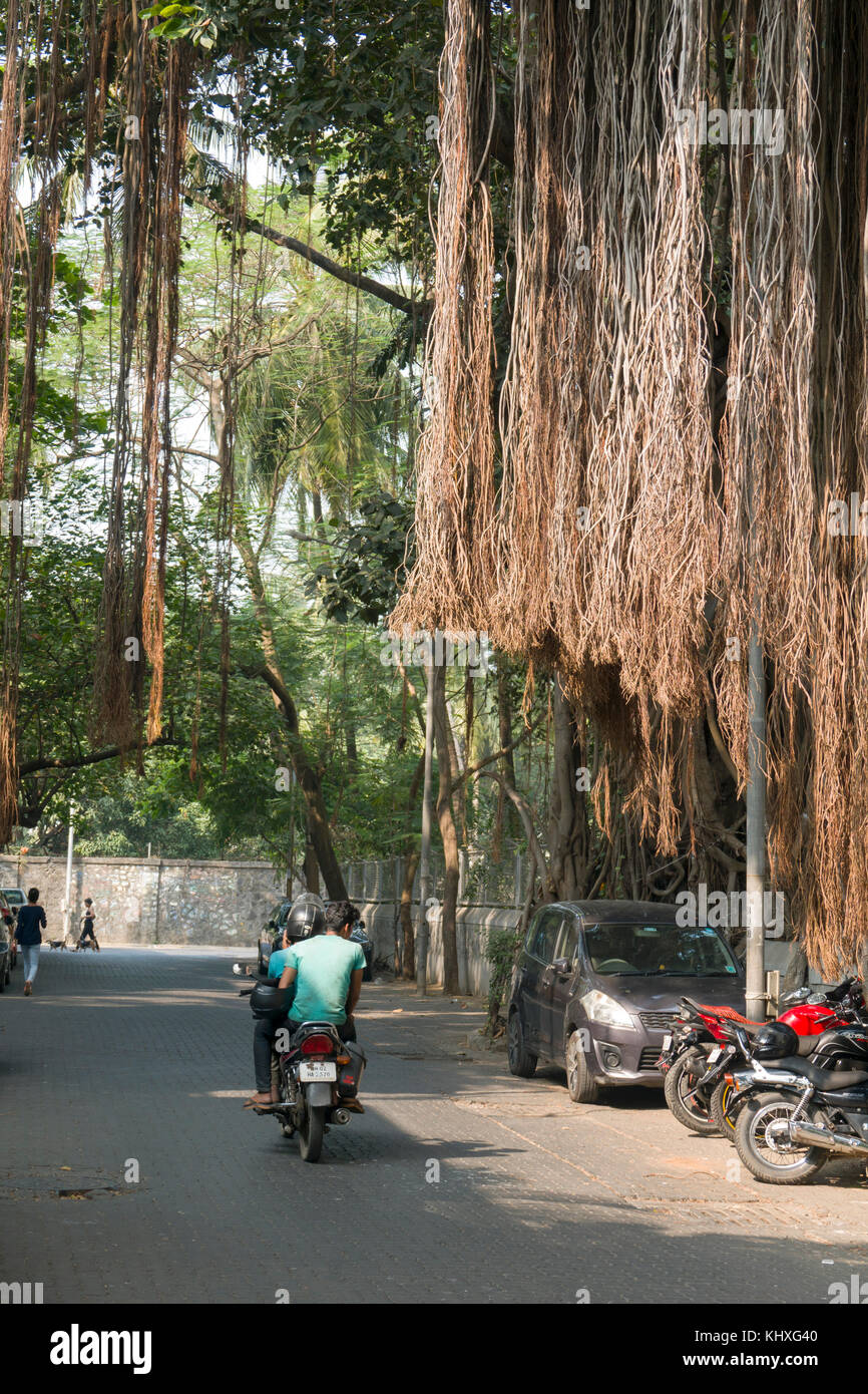 Men on motorcycle riding through tree shaded scenic streets of Juhu ...