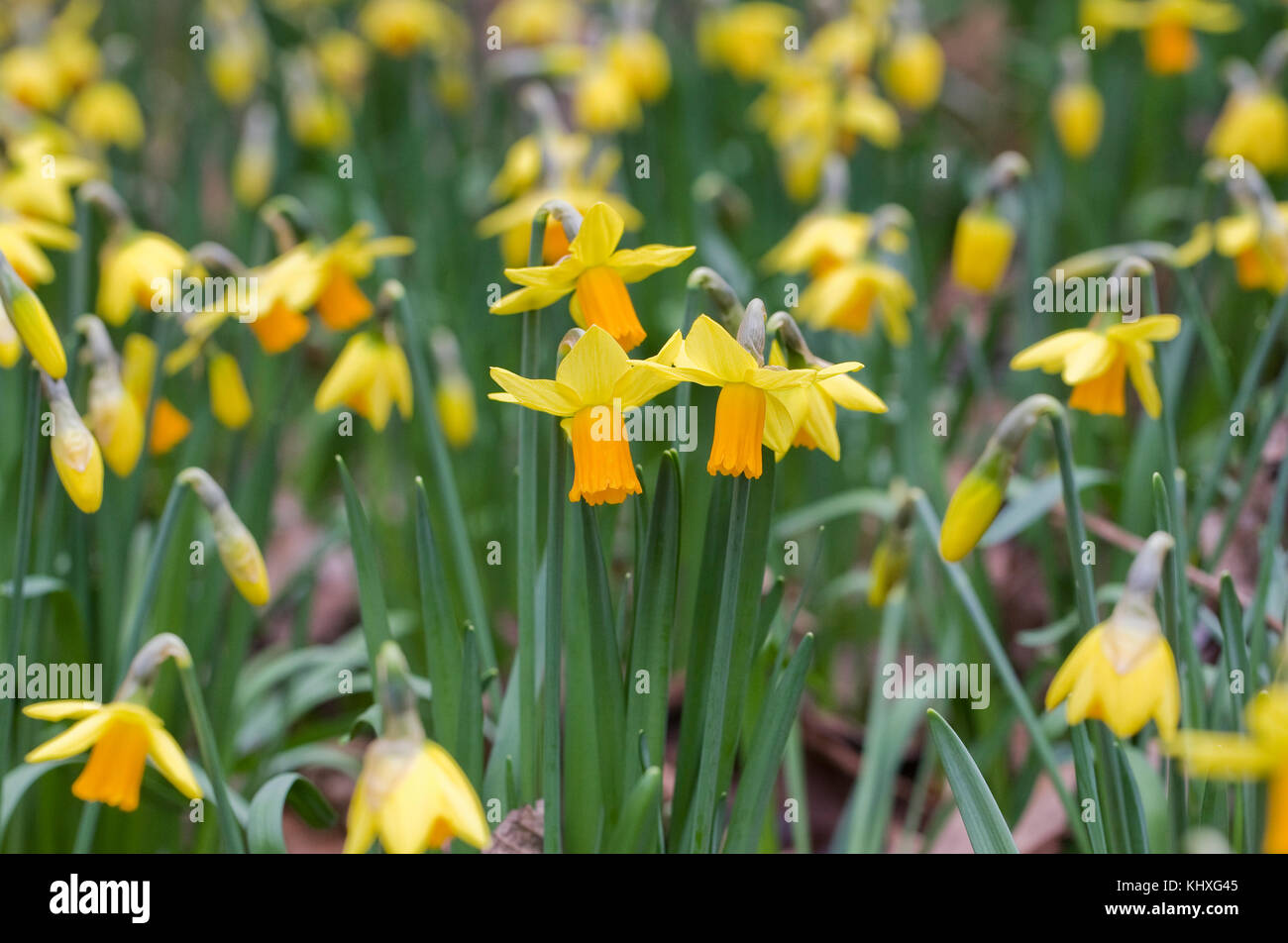 Narcissus cyclamineus jetfire hi-res stock photography and images - Alamy