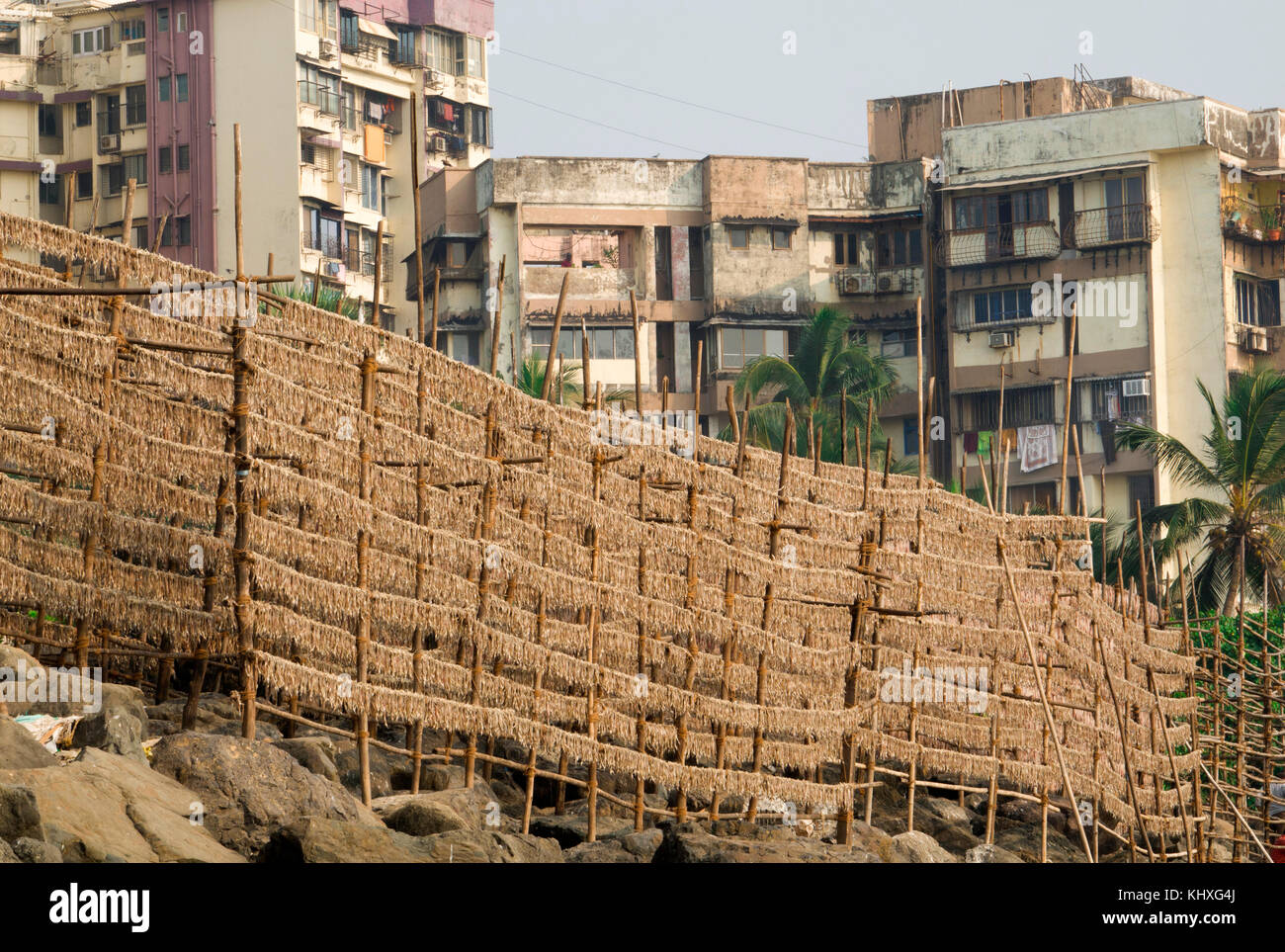 Thousands of small fish drying on racks in the sun at Versova Beach ...