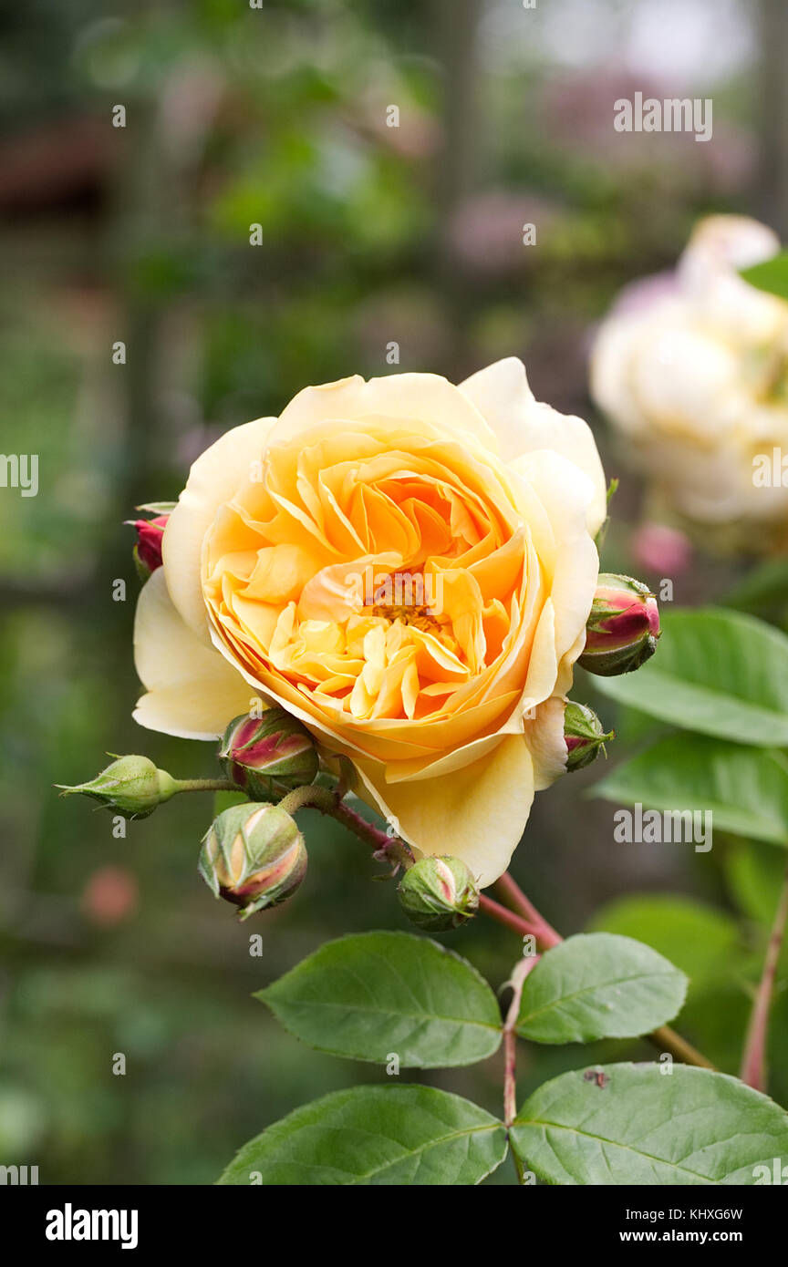 Georgia flowers hi-res stock photography and images - Alamy