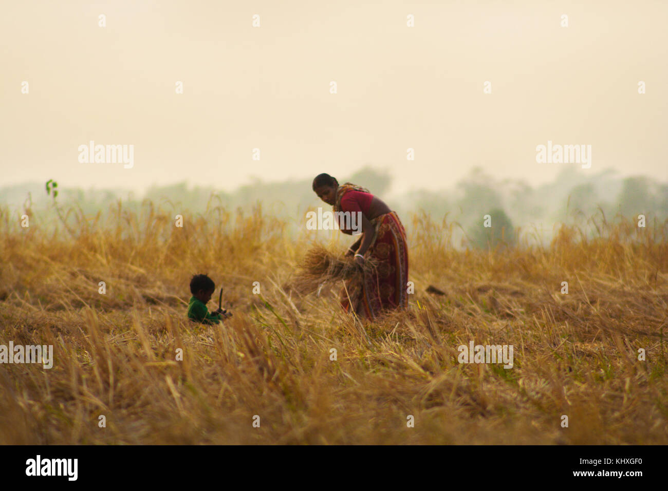 A Woman working in paddy field Stock Photo - Alamy