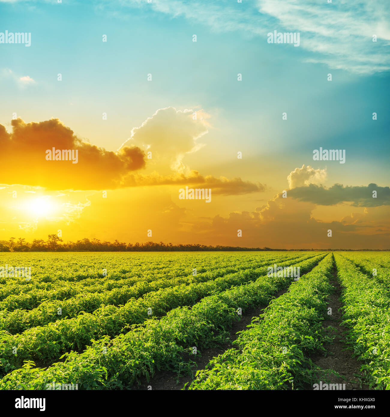 Sunset over potato field hi-res stock photography and images - Alamy