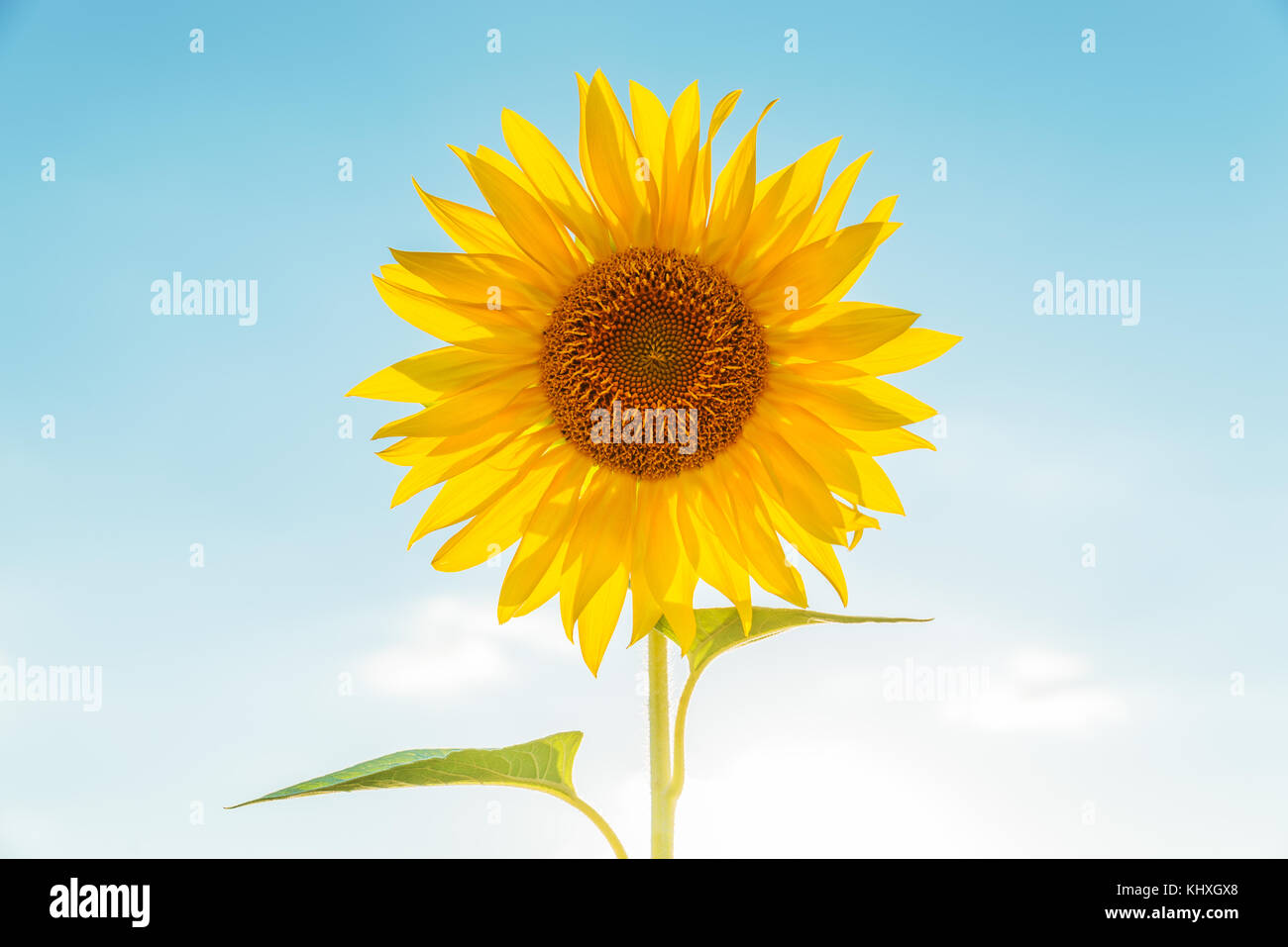 Sunflower in light hi-res stock photography and images - Alamy