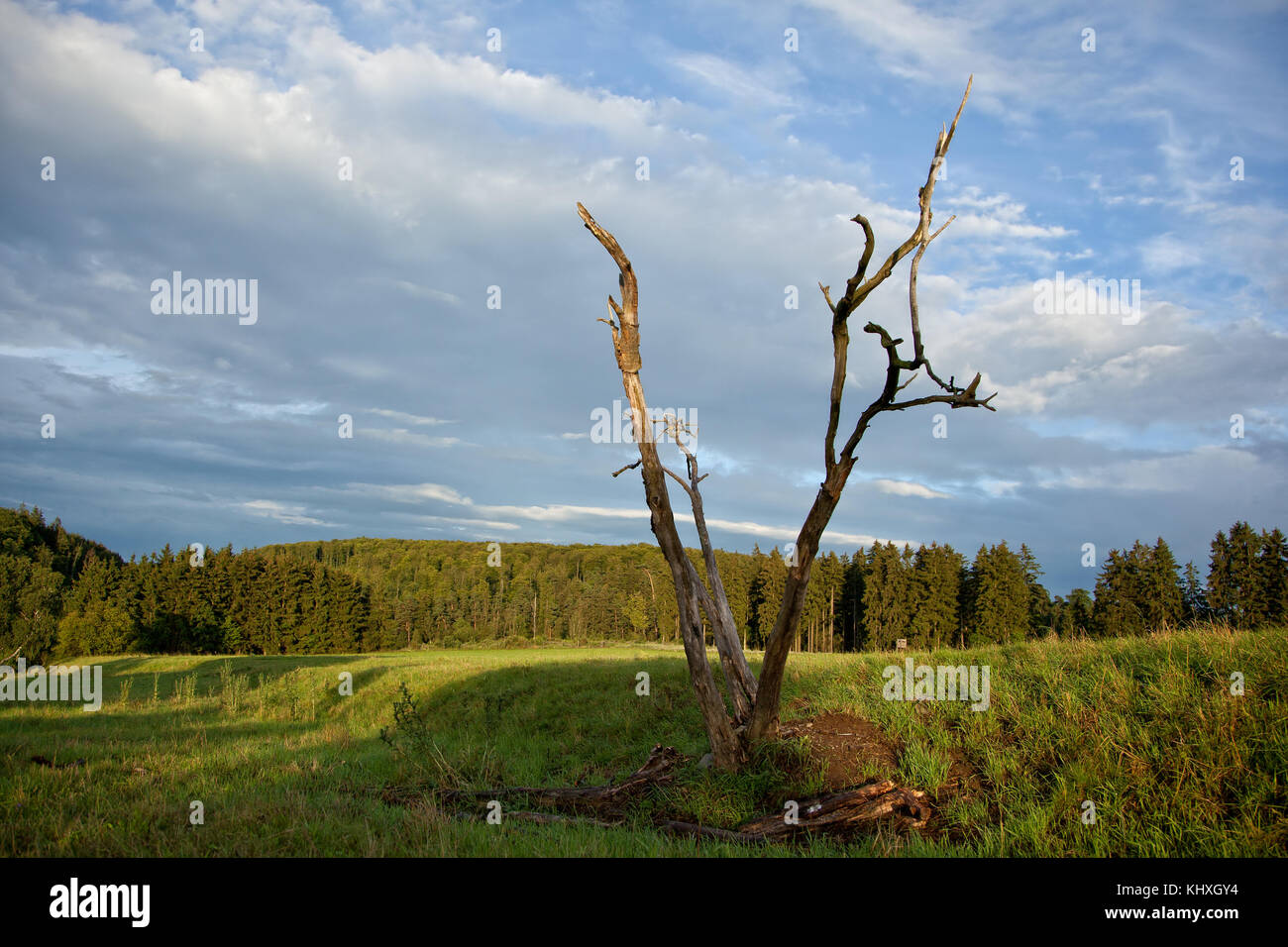 Baum tot toter baum hi-res stock photography and images - Alamy