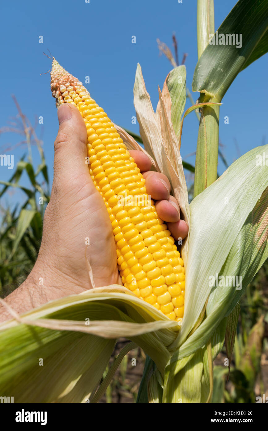 golden maize in farmers hand on field Stock Photo - Alamy