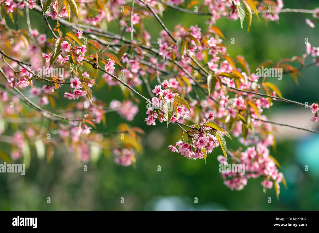 Beautiful Pink Sakura Stock Photo - Alamy