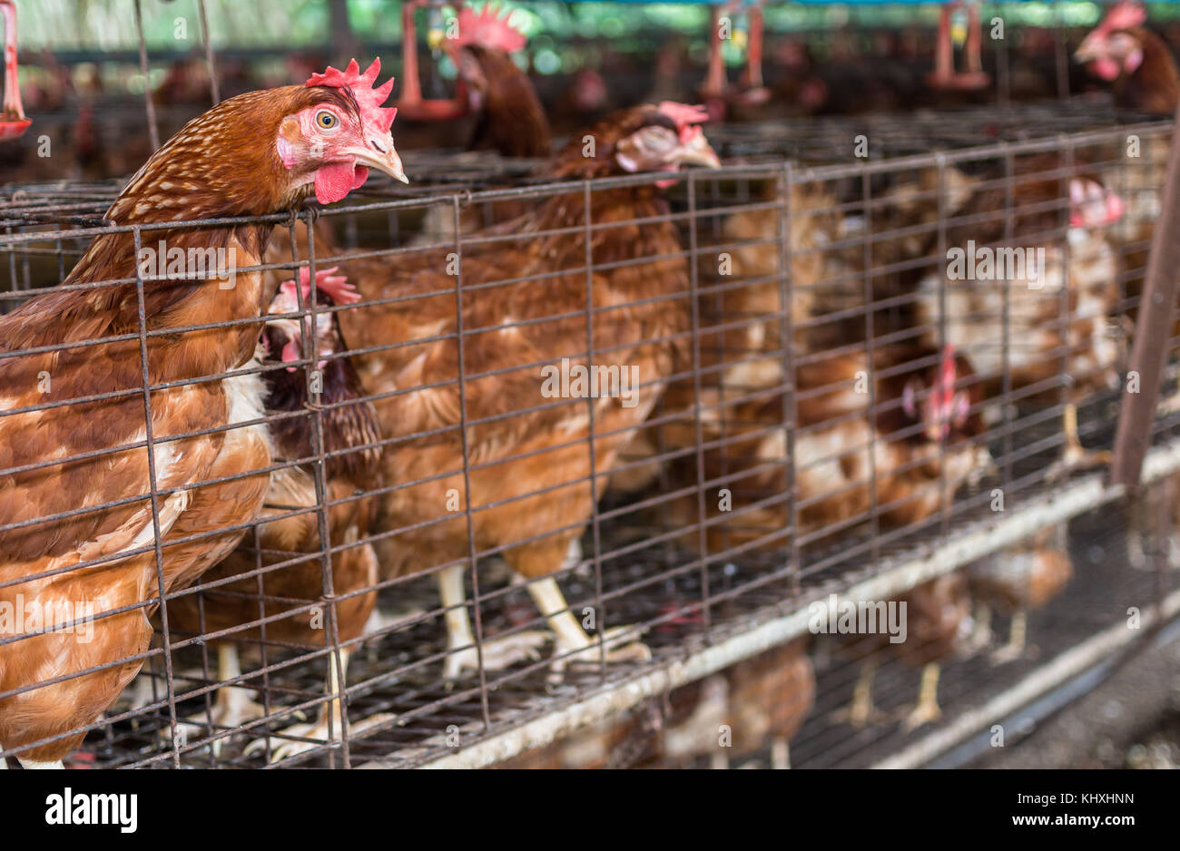 egg chicken farm Stock Photo - Alamy