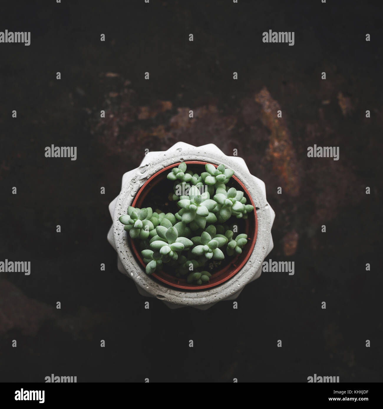 Succulent plant in concrete plantpot over dark rusty background. Top ...