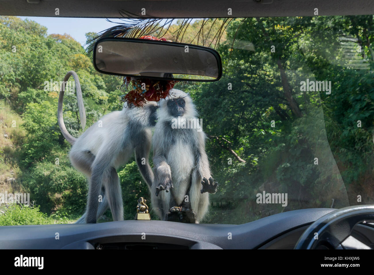 Monkeys window hi-res stock photography and images - Alamy