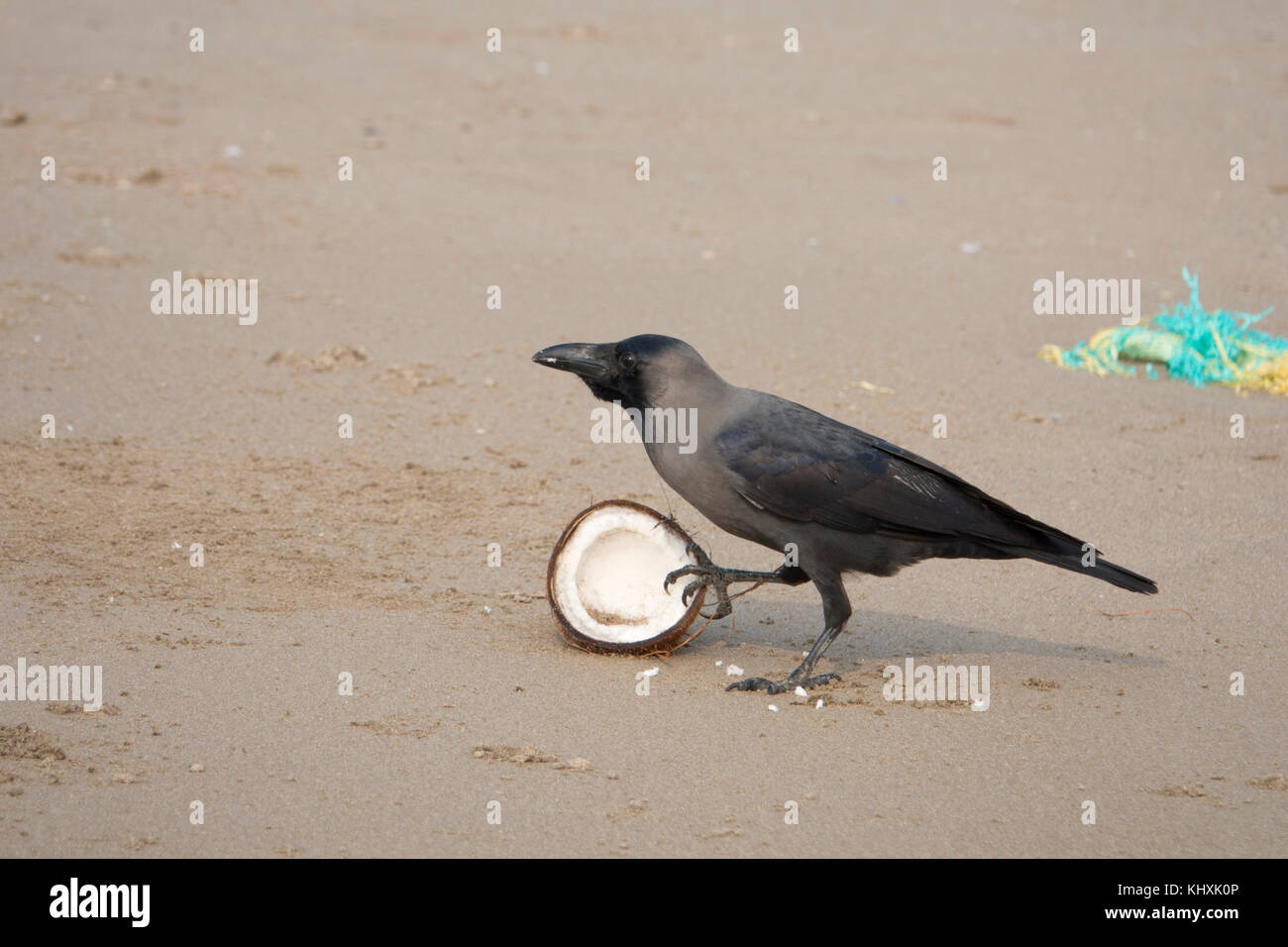 Crow eating hi-res stock photography and images - Alamy