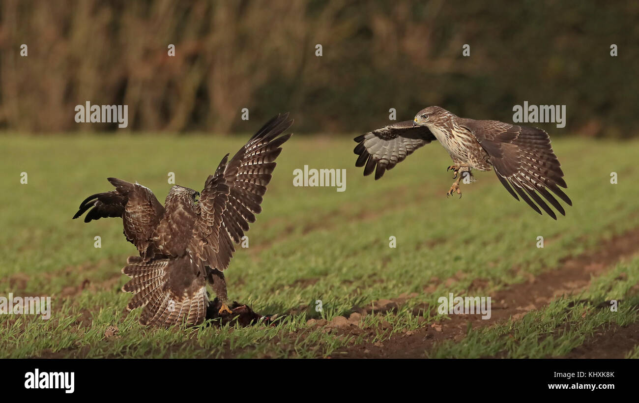 Common Buzzards in flight and fighting over possession of a Pheasant ...