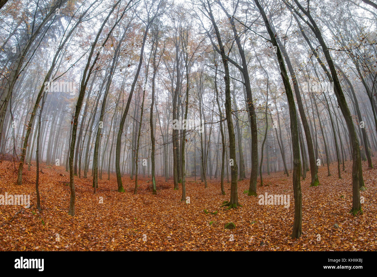 Beech species hi-res stock photography and images - Alamy
