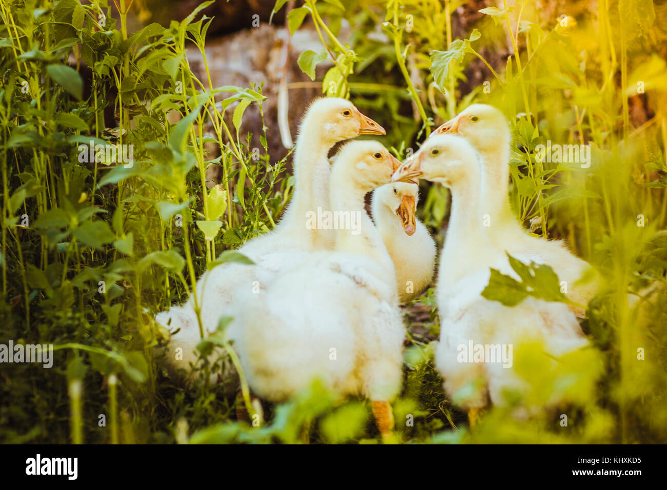 Five young goose together sit in the grass Stock Photo - Alamy