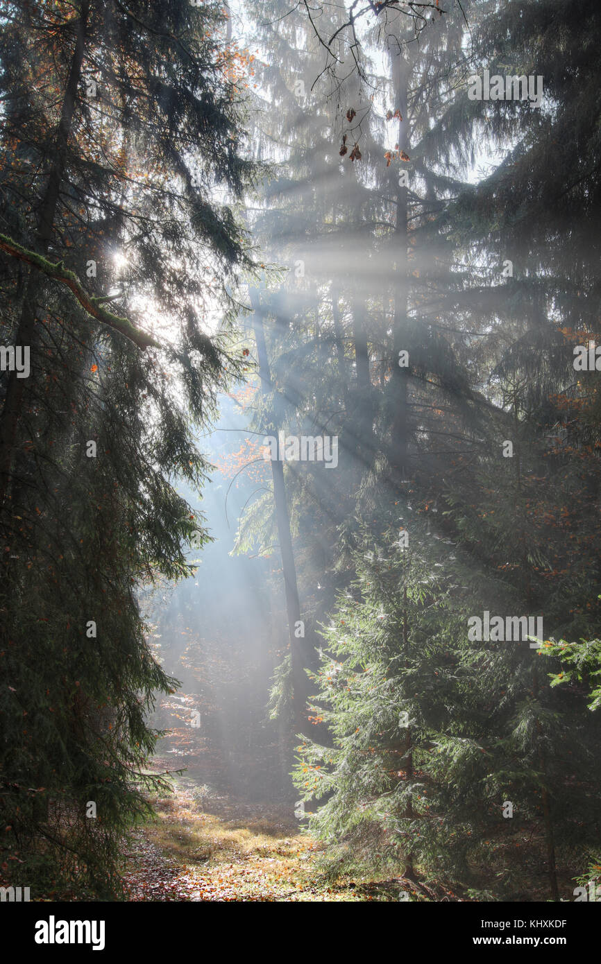 God beams - sun rays n the early morning forest Stock Photo - Alamy