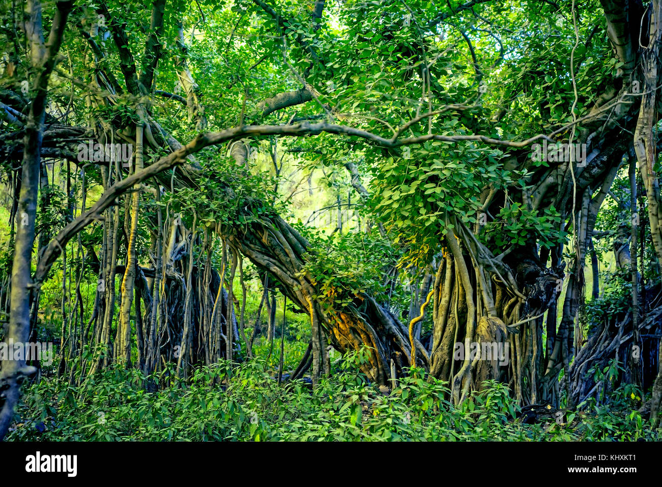 Scenic view of jungle with Indian banyan Stock Photo - Alamy